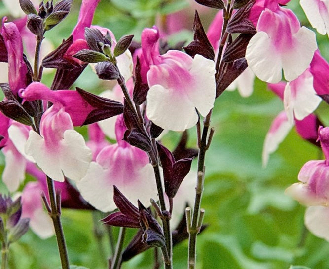 Salvia 'Raspberry Melba' – Richard's Plants