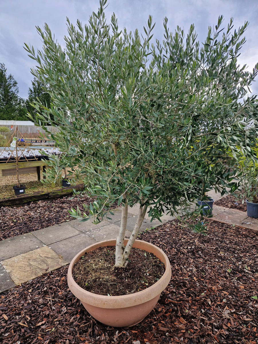 Olive Tree - Multi Stem – Richard's Plants