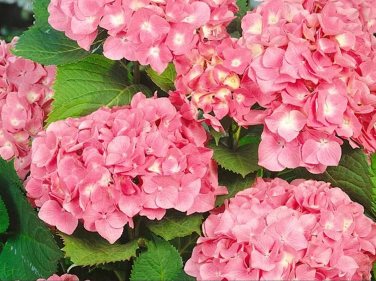 Hydrangea Macrophylla Black Steel Flamingo 5 Litre Pot – Richard's Plants
