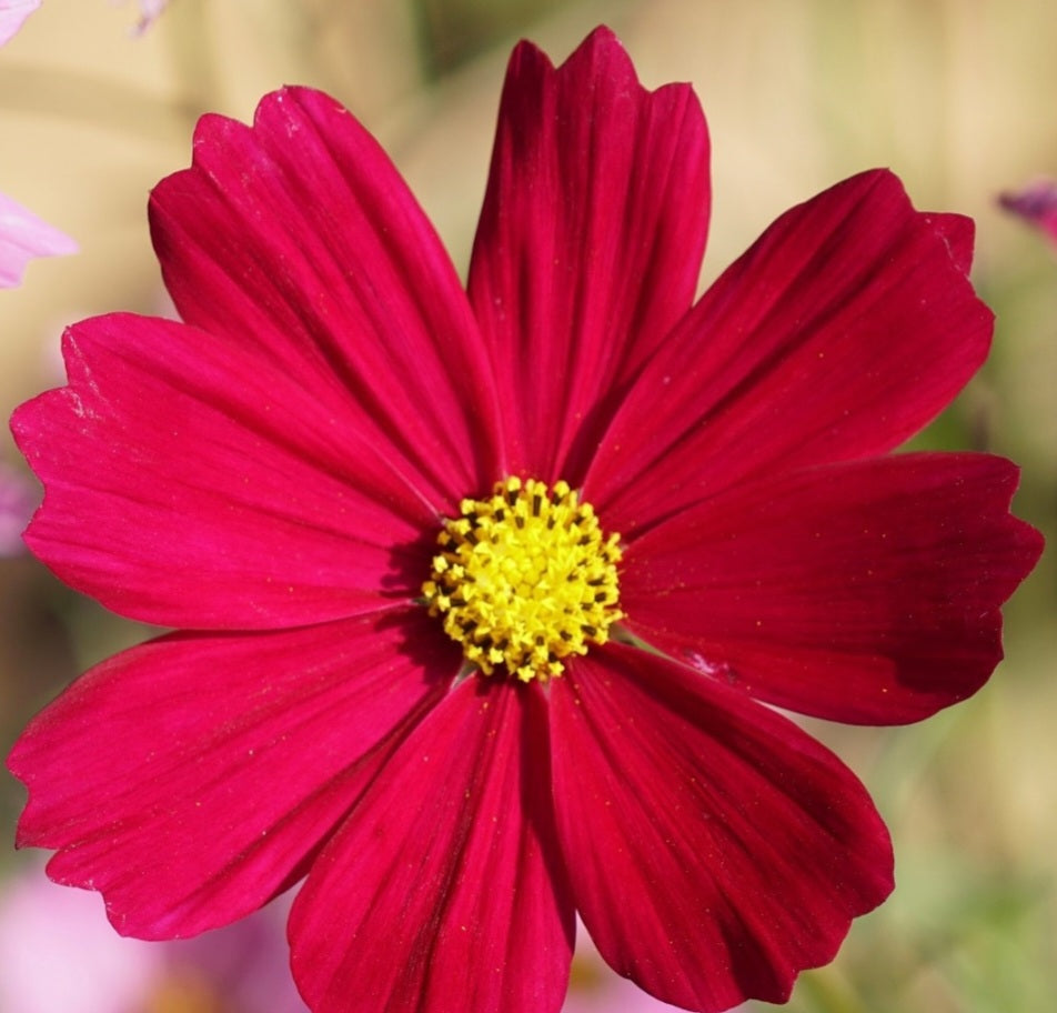Cosmos Red - 10.5cm Pot – Richard's Plants