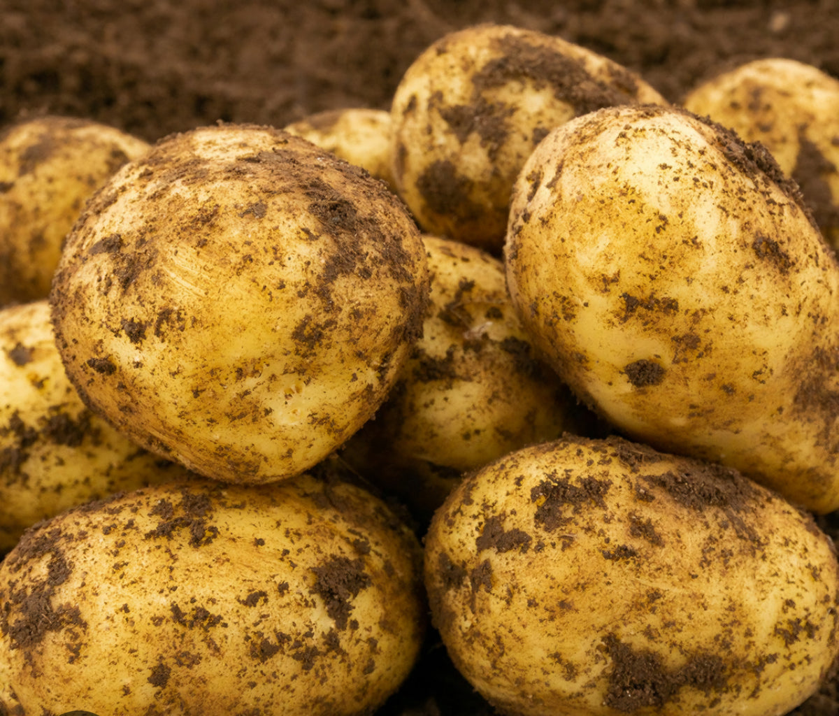 Lady Christl Seed Potatoes - 2 kg Sack - First Early – Richard's Plants