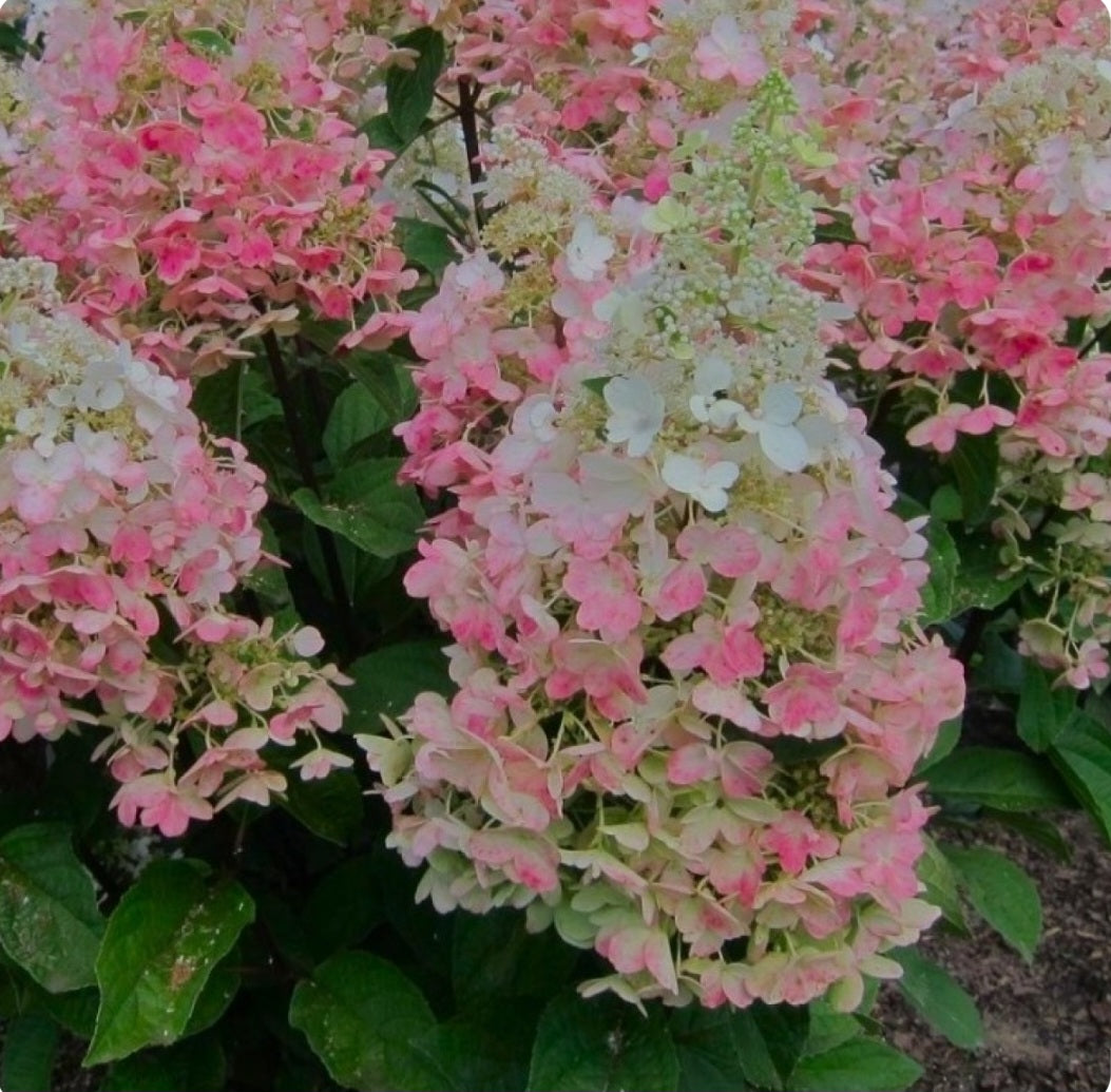 Hydrangea paniculata Candlelight - 5 Litre Pot – Richard's Plants