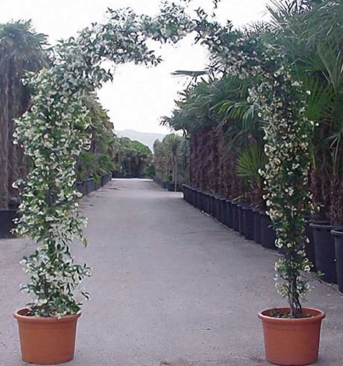 Star Jasmine Arch - Trachelospermum jasminoides – Richard's Plants