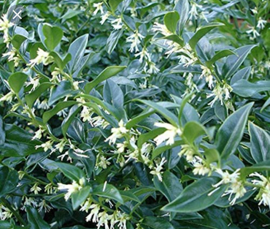 Sarcococca Confusa (Sweet Box) 17cm Pot – Richard's Plants