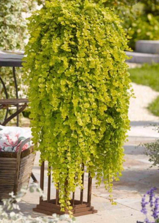 Lysimachia Goldilocks - 10.5cm Pot – Richard's Plants