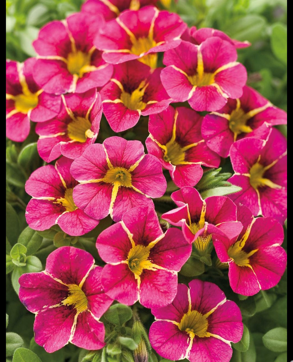Calibrachoa (Million Bells) Calita Special Cherry Star - 10.5cm Pot ...