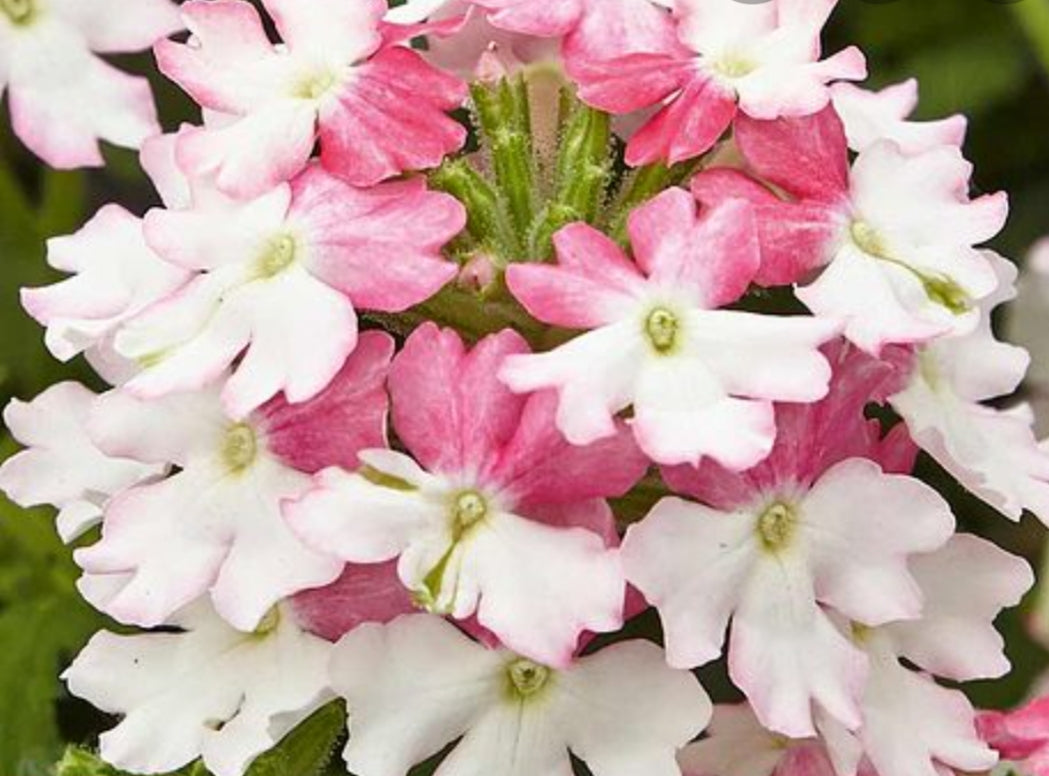 Verbena Samira Pink Wing (Trailing Habit) - 10.5cm Pot – Richard's Plants