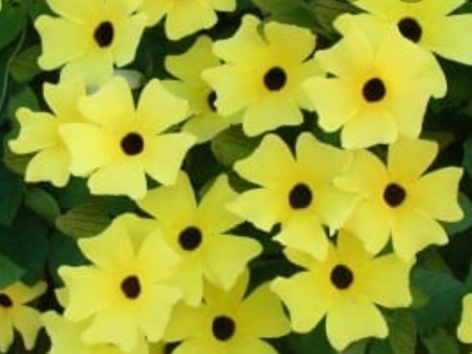 Thunbergia (Black-Eyed Susie) Sunny Susy Yellow Dark Eye - 1 Litre Pot ...