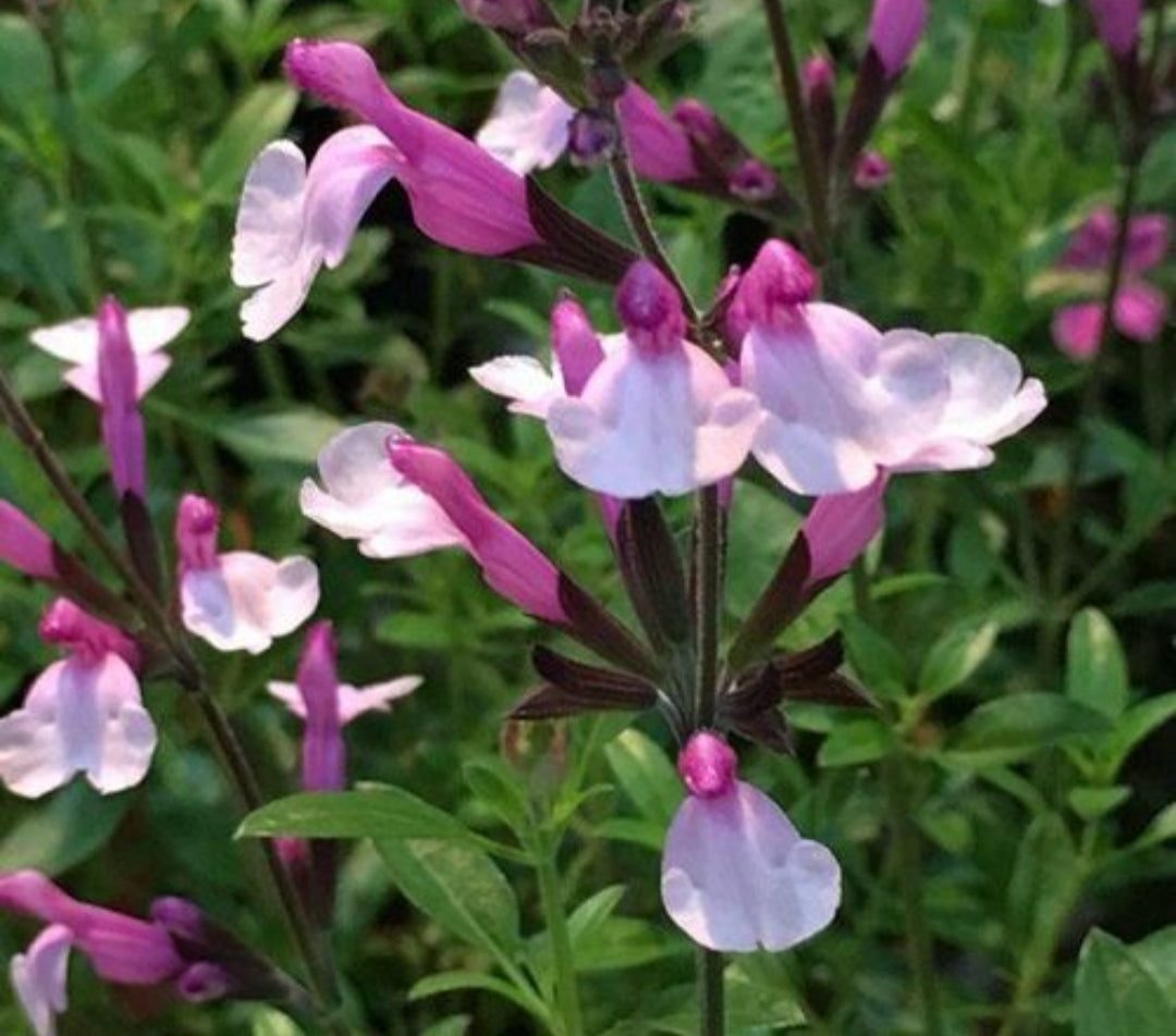 Salvia 'Joy' – Richard's Plants
