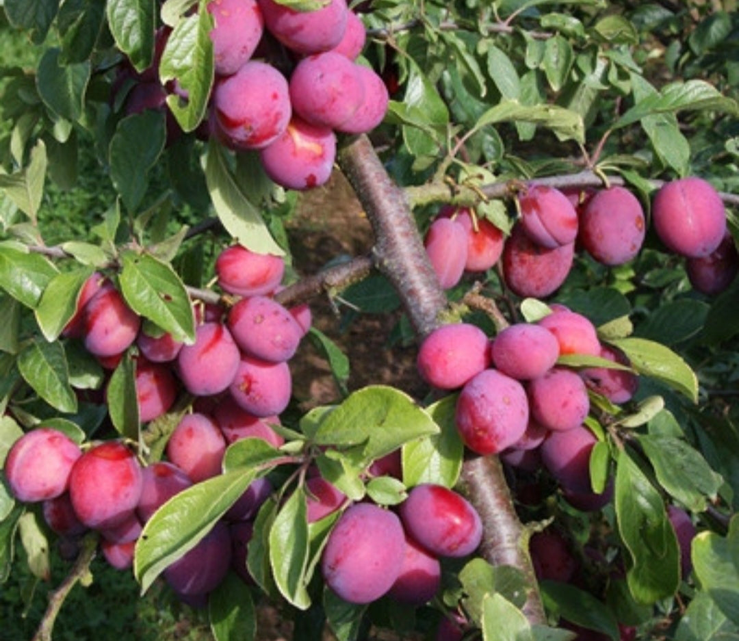 Plum Victoria Tree - 12 Litre Pot – Richard's Plants