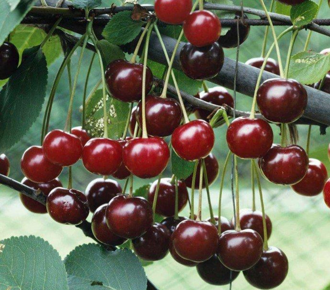 Cherry Morello Tree - 10 Litre Pot – Richard's Plants