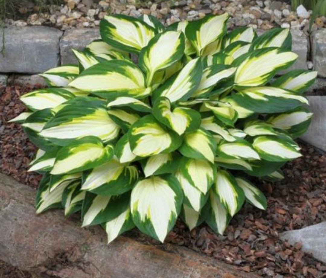 Hosta Color Festival (Size - Medium) - 2 Litre Pot – Richard's Plants
