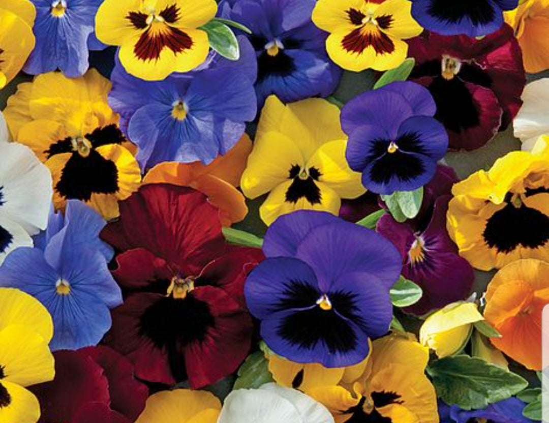 Pansy 6 Pack - Mixed Colours (6 Plants) – Richard's Plants