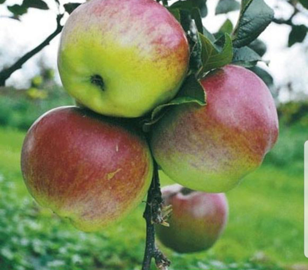 Apple Howgate Wonder - 10 Litre Pot – Richard's Plants