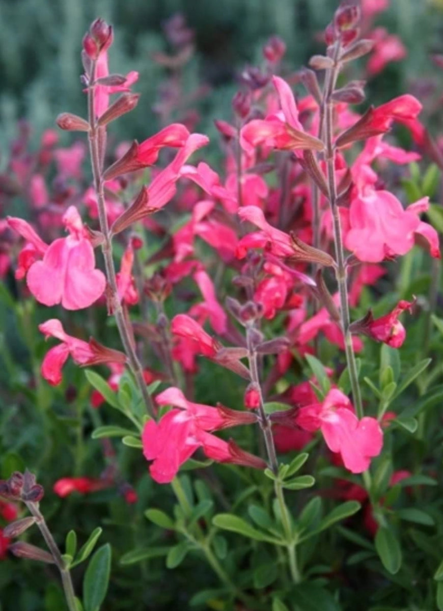 Salvia 'Lipstick' – Richard's Plants