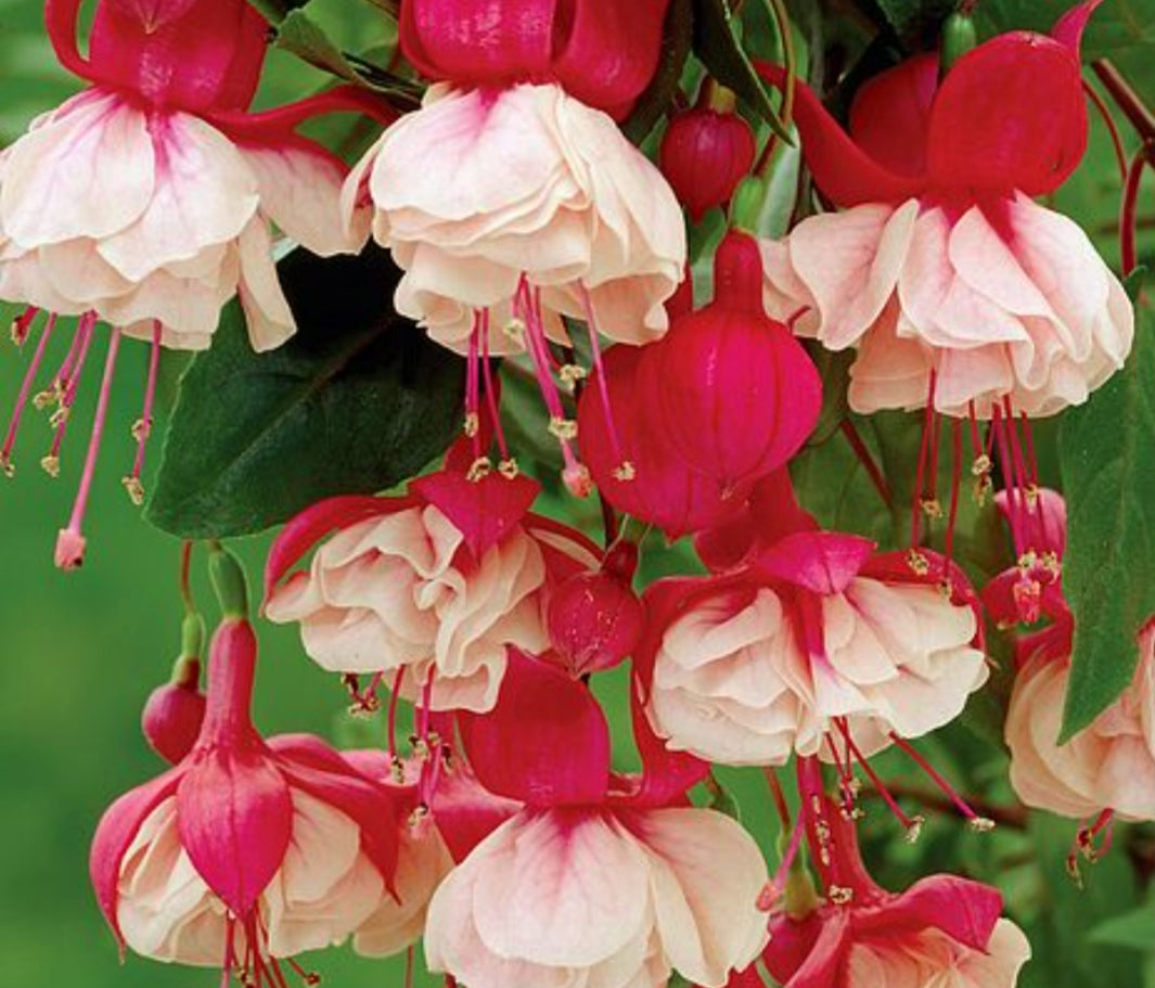 Fuchsia Swingtime (Trailing) - 10.5cm Pot – Richard's Plants
